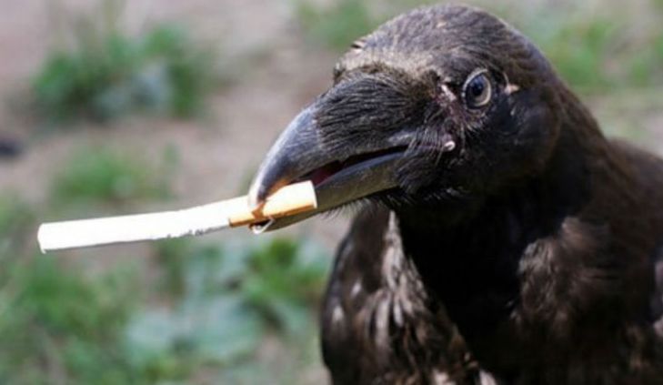 O firmă vrea să folosească ciorile pentru a curăţa oraşele de mucurile ...